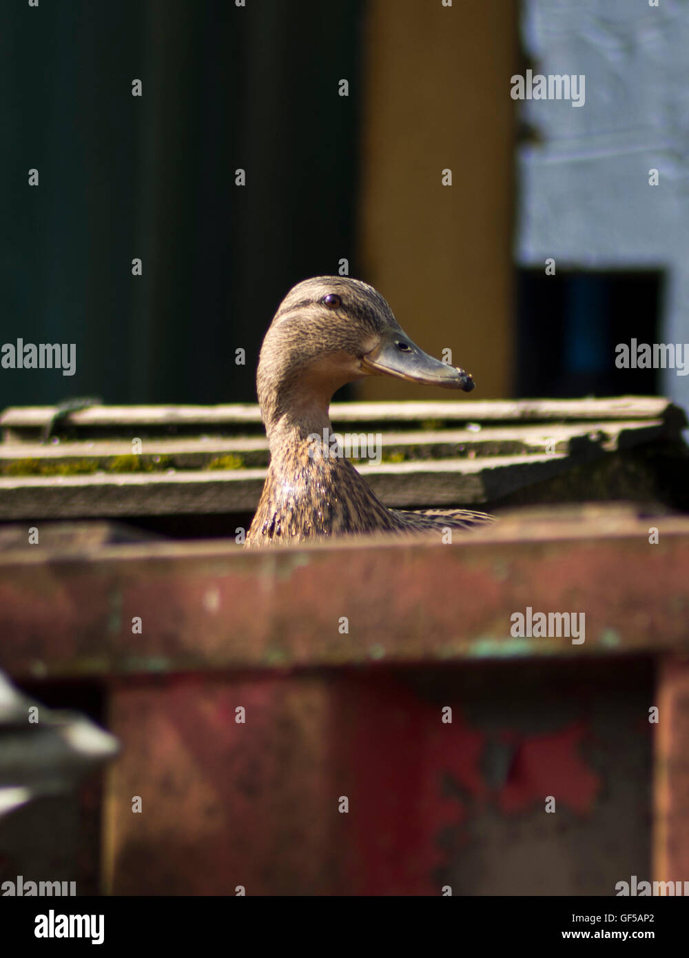 Inquisitive duck hi-res stock photography and images - Alamy