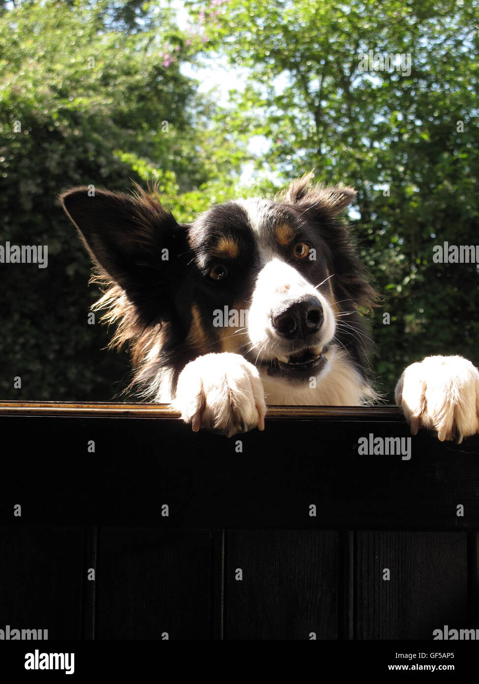 Farm dog come to say hello Stock Photo - Alamy