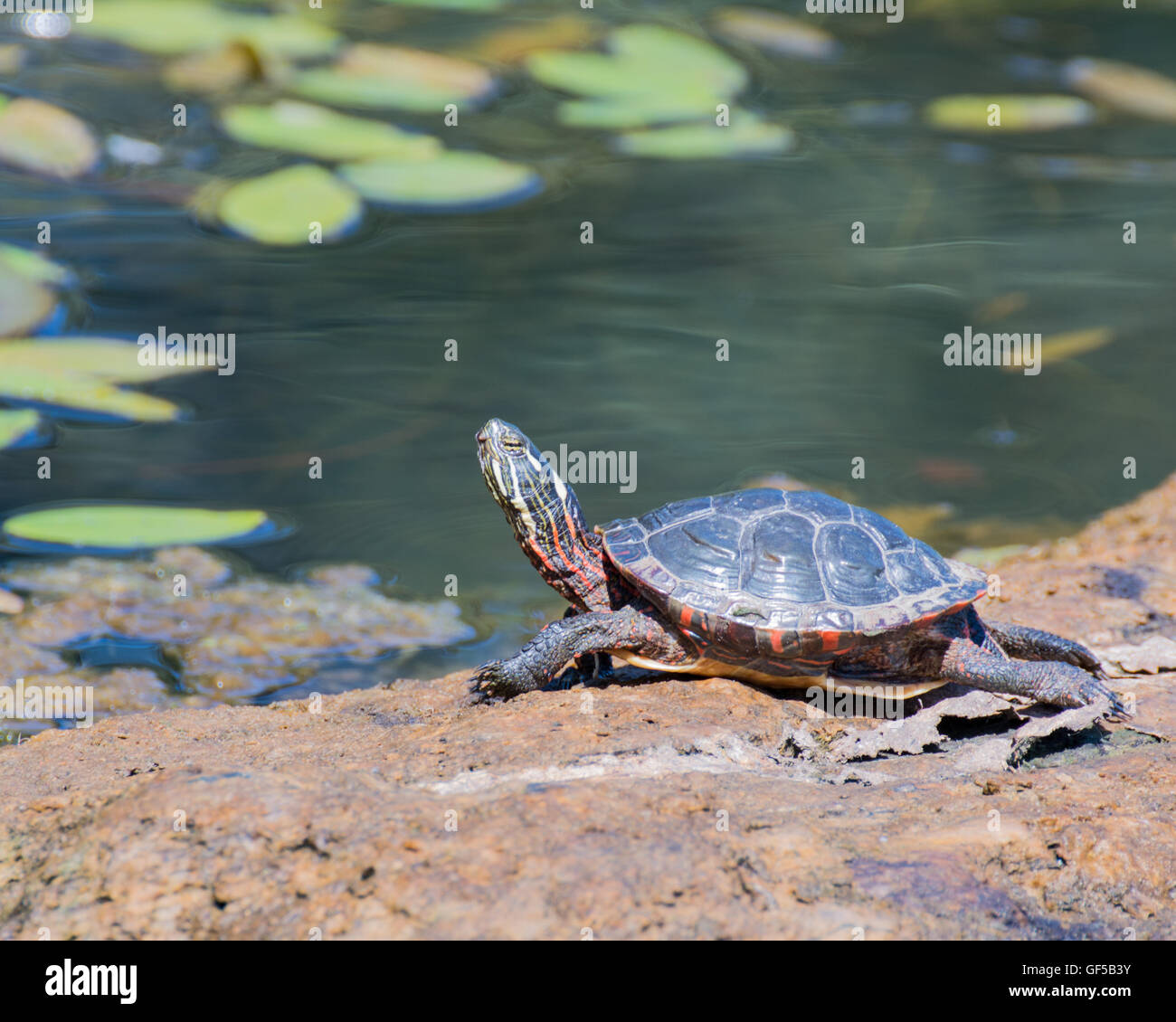 A painted turtle perched on a log in a marsh Stock Photo - Alamy