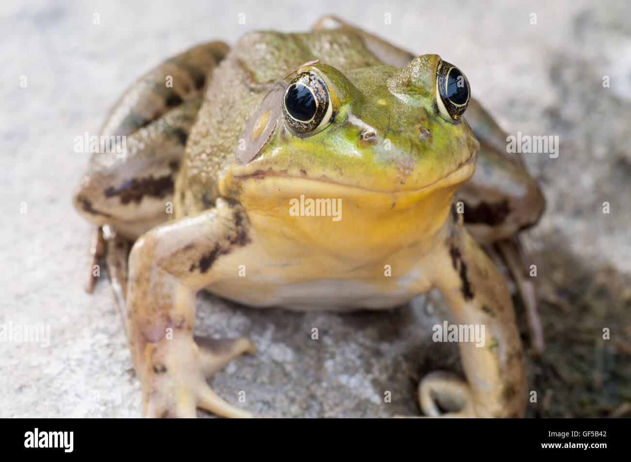 Bullfrog sitting on a rock in a swamp Stock Photo - Alamy
