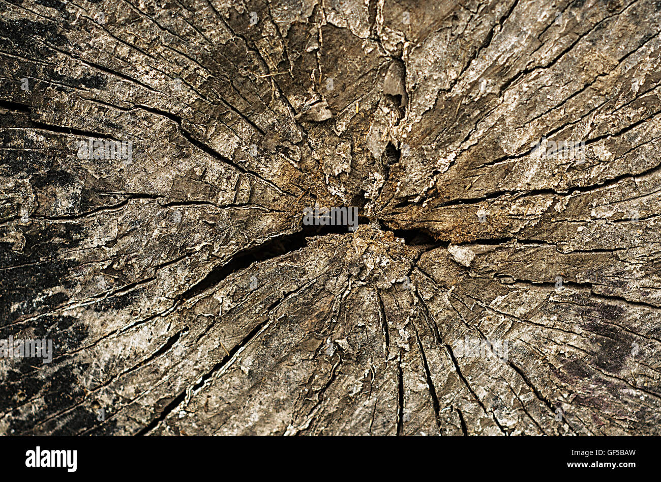 Texture of a stump with cracks and annual rings Stock Photo - Alamy
