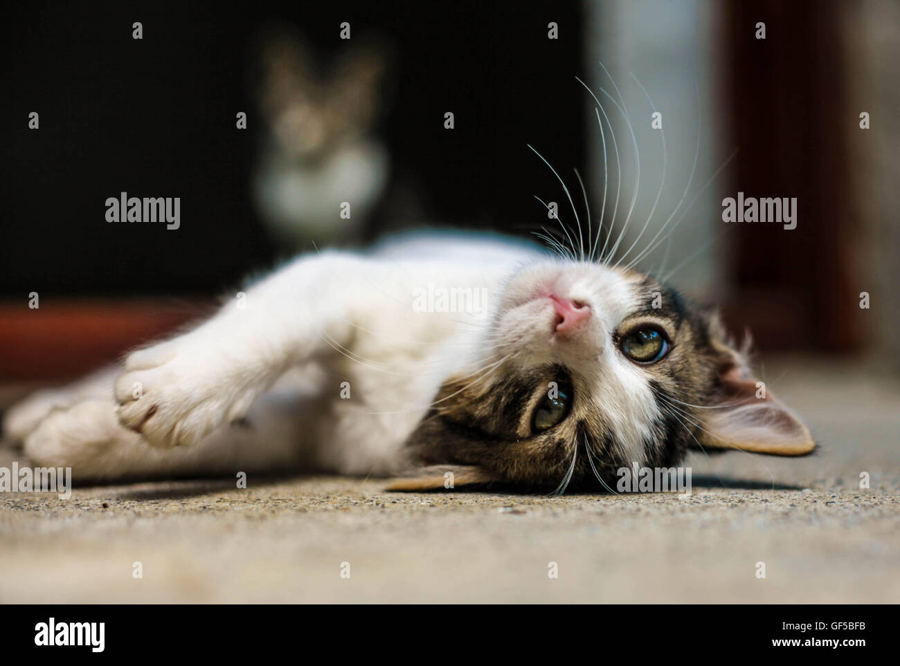 Kitten look hi-res stock photography and images - Alamy