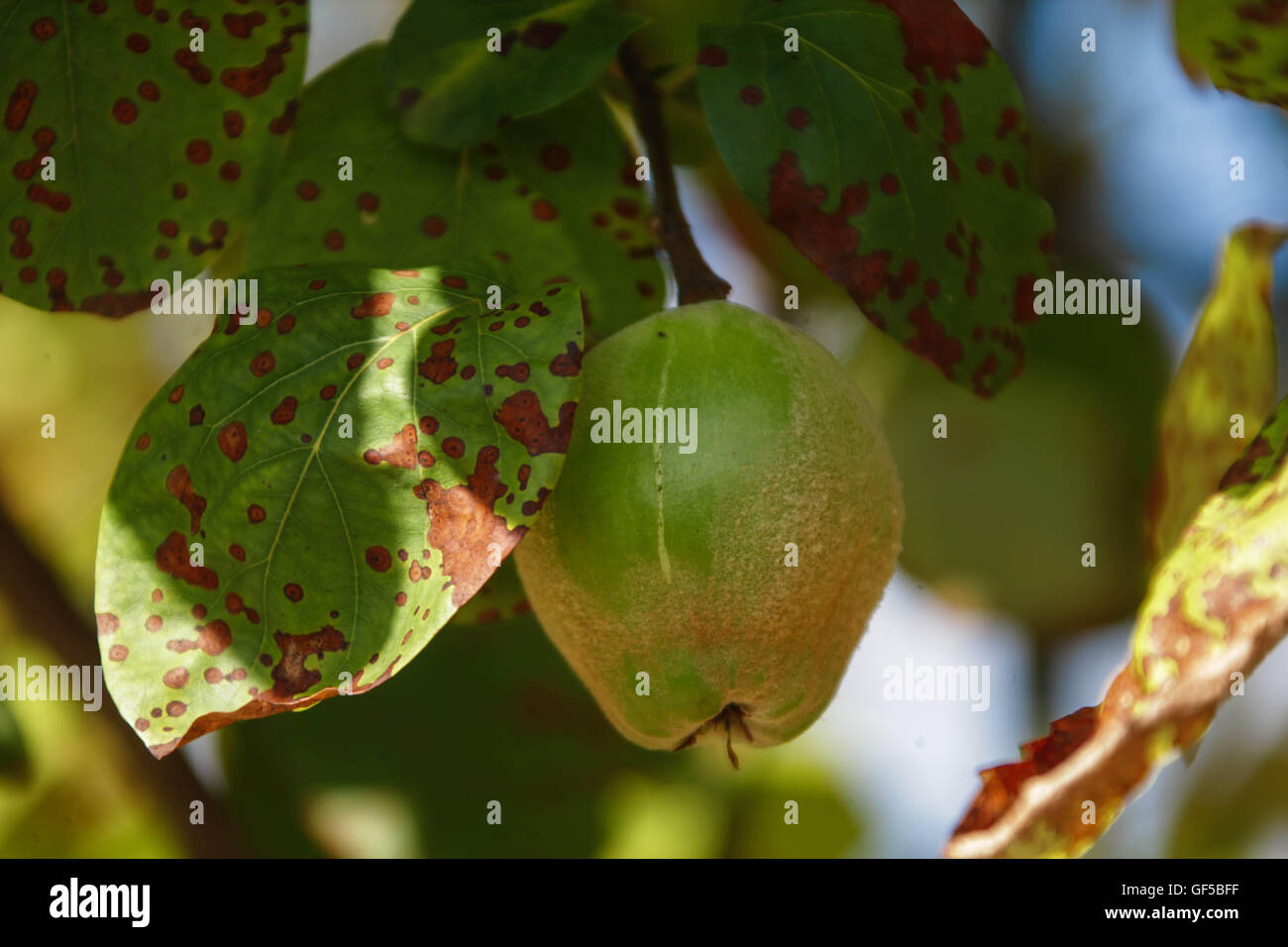 Quince tree hi-res stock photography and images - Alamy