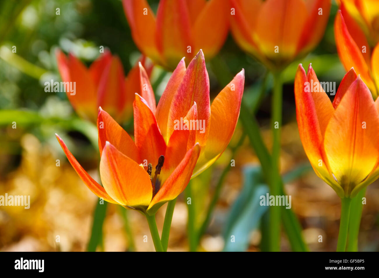Wildtulpe - wild tulip 14 Stock Photo - Alamy