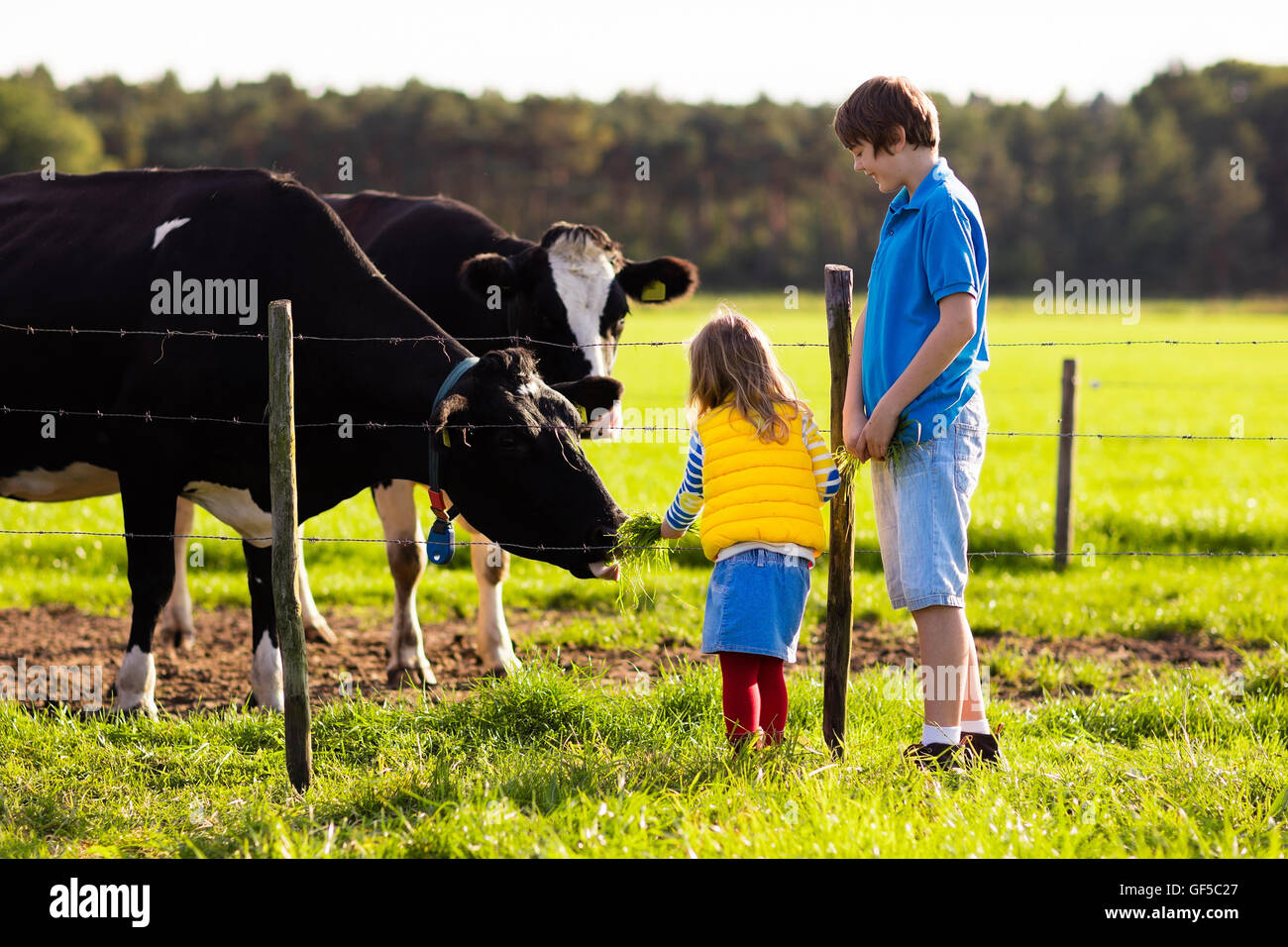 Happy kids feeding cows on a farm. Little girl and school age boy feed ...