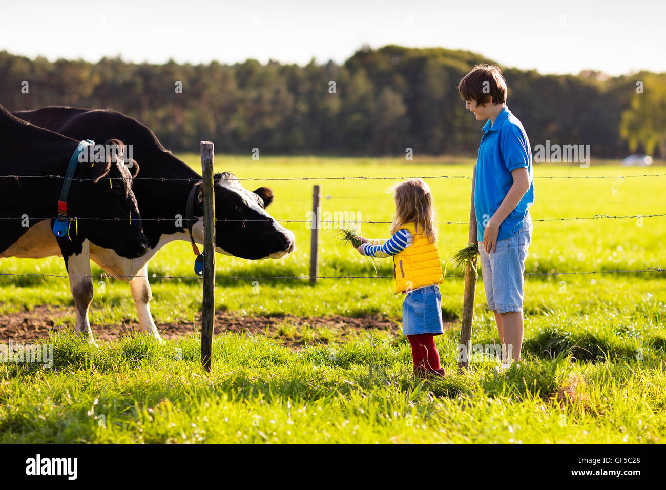 Girl feeding a cow hi-res stock photography and images - Alamy