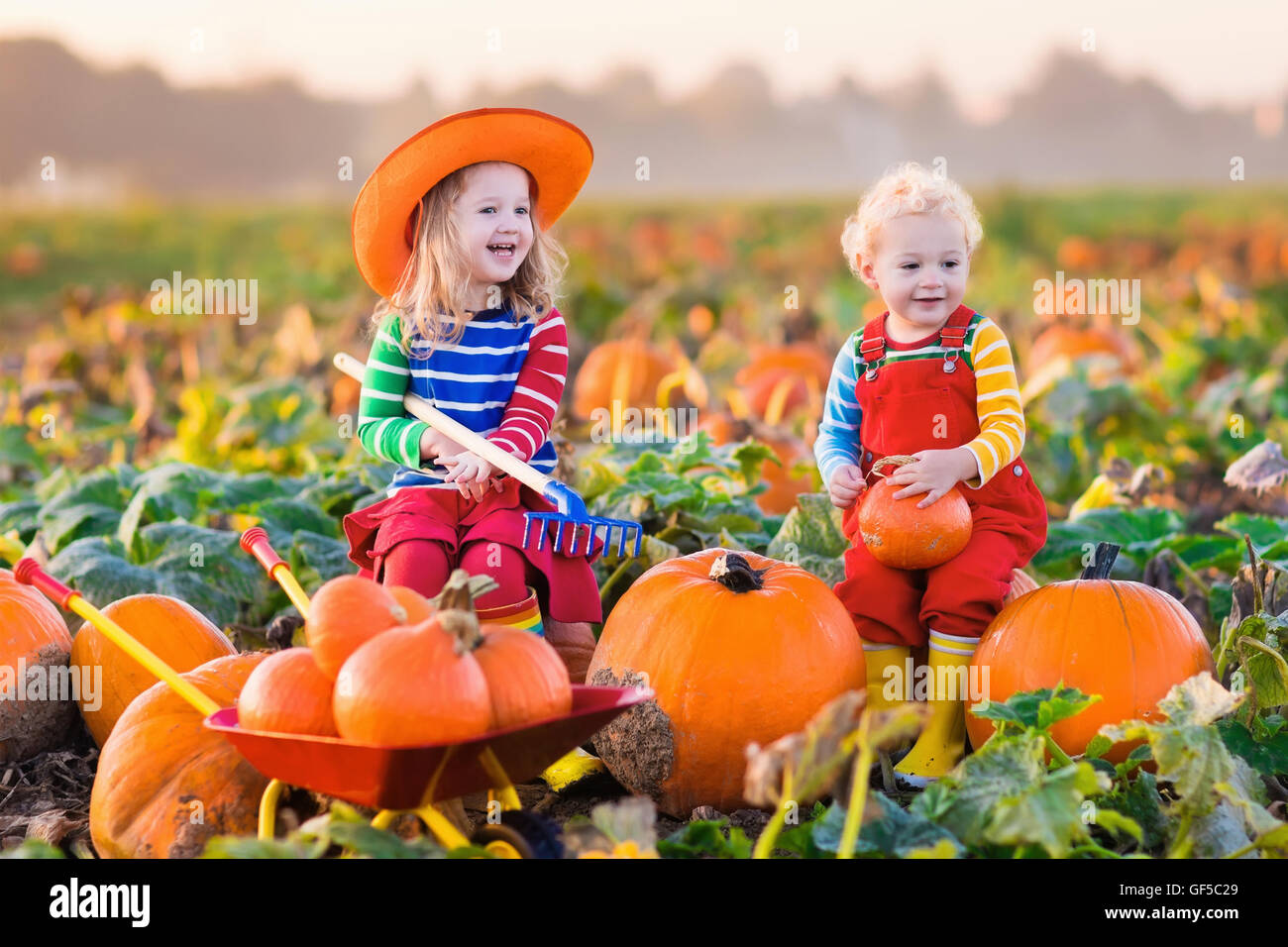 Little girl and boy picking pumpkins on Halloween pumpkin patch ...