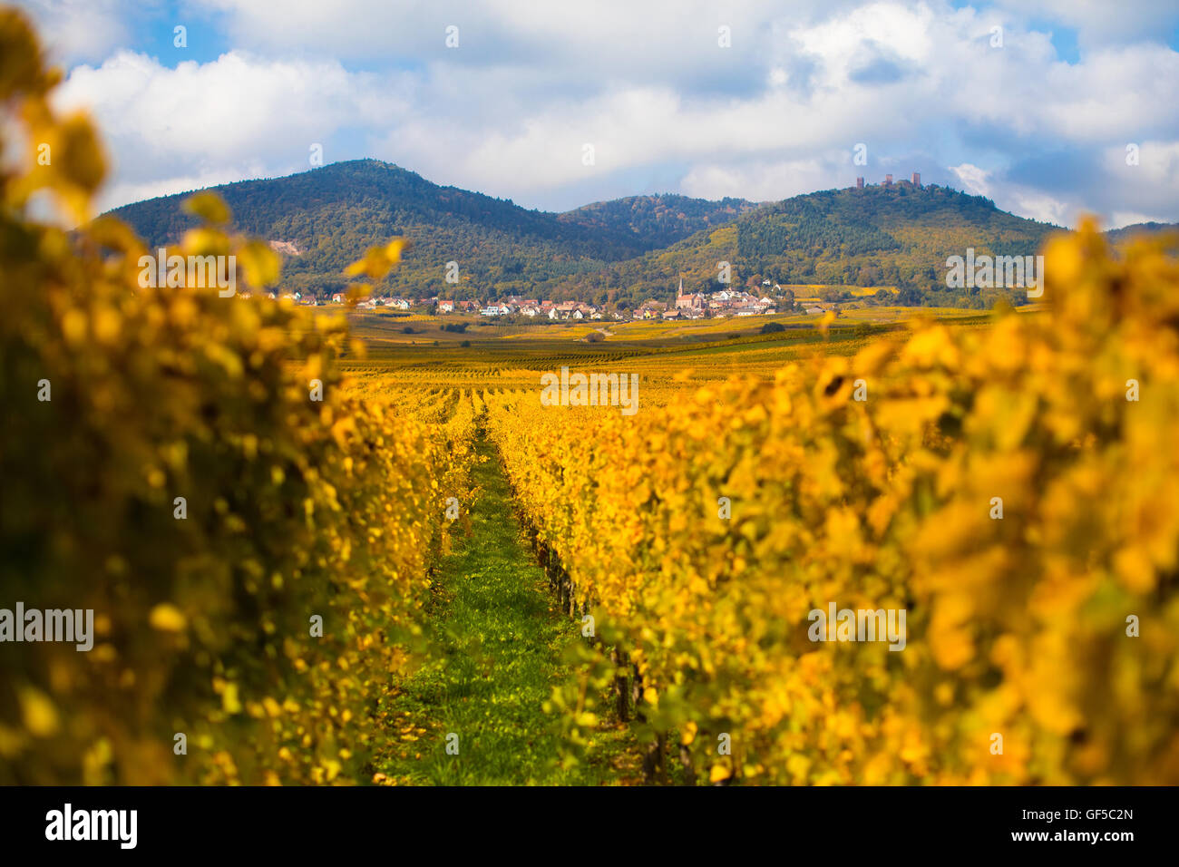 Beautiful view of Alsace mountain and hill landscape in autumn by sunny ...