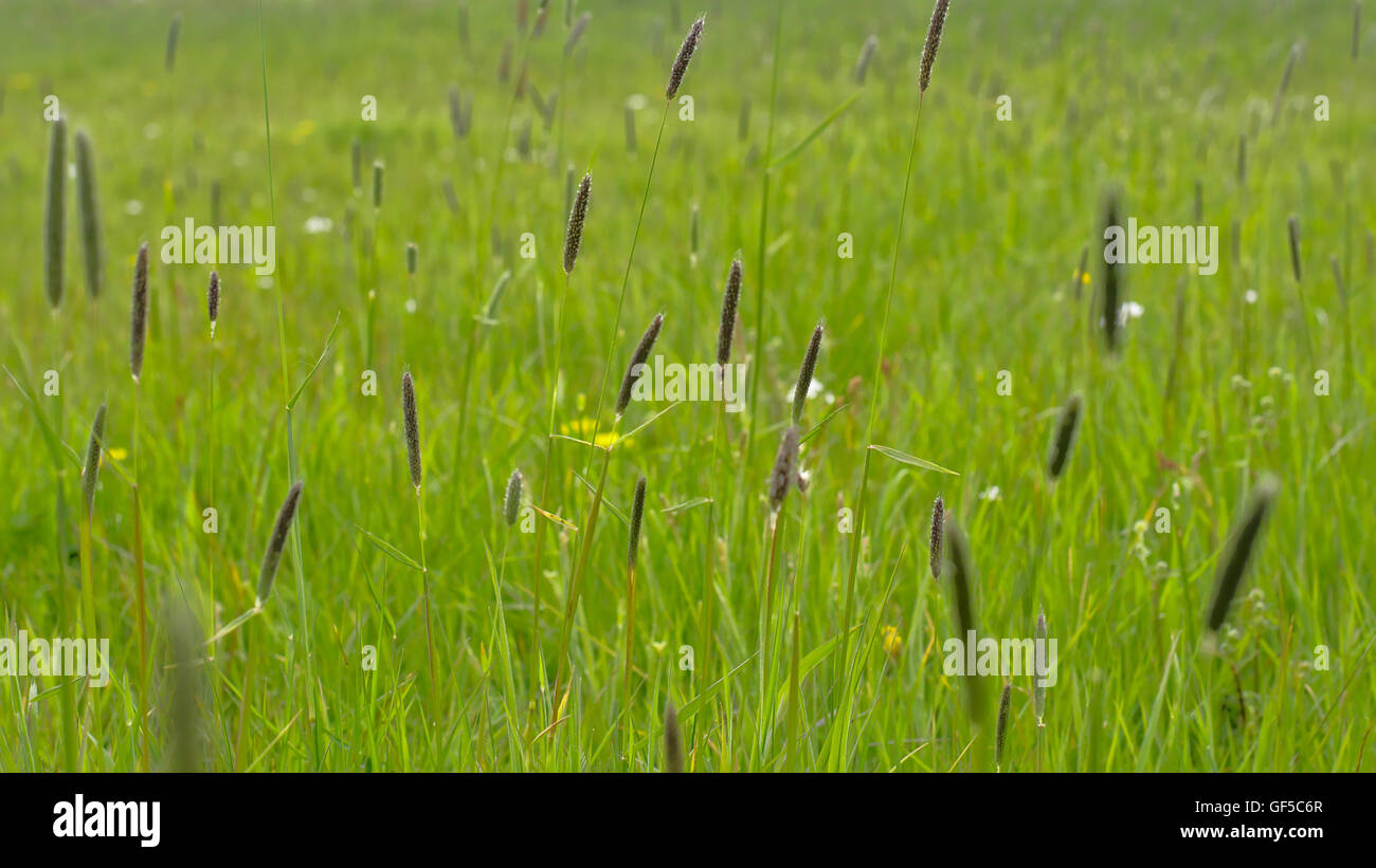 Background of grass and flowering sedge plants (Cyperaceae Stock Photo ...