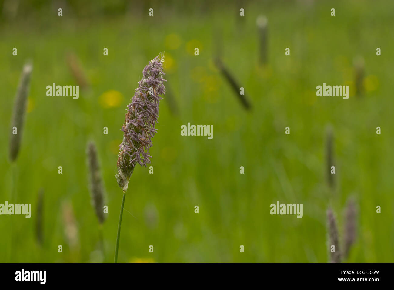 flowering sedge plants in a meadow - selective DOF (Cyperaceae Stock ...