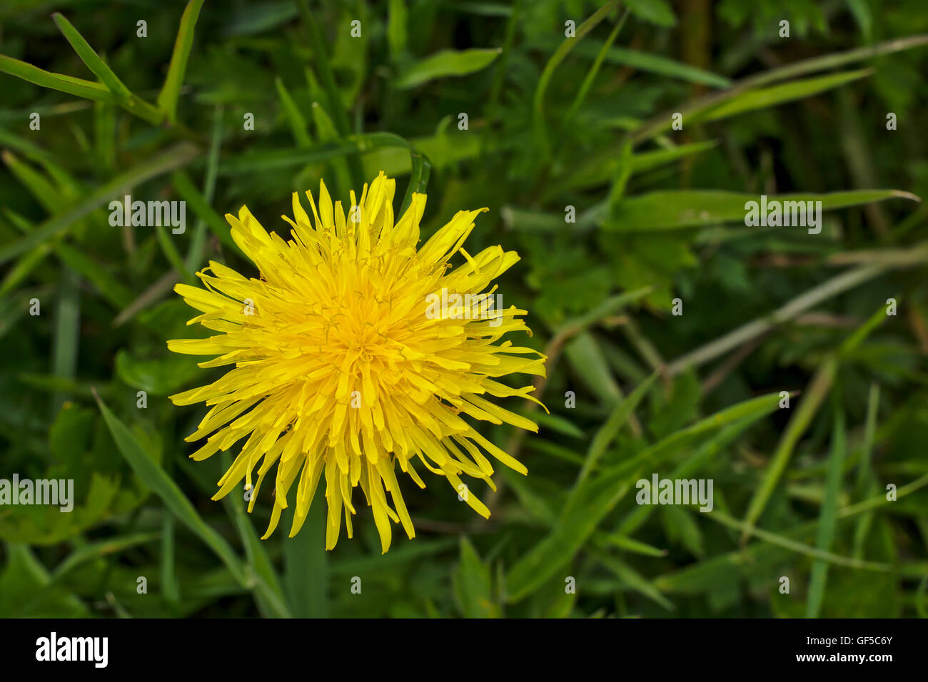 Single dandelion in the grass, view from above (Taraxacum officinale ...