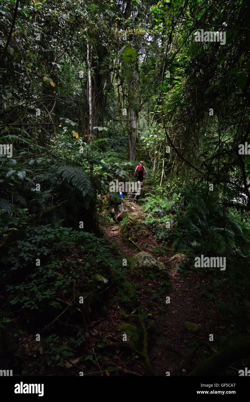 Walking in the jungle hi-res stock photography and images - Alamy