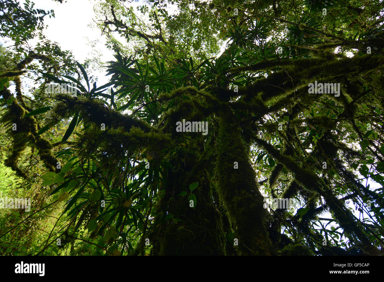 Moss-covered tree in the jungle Stock Photo - Alamy