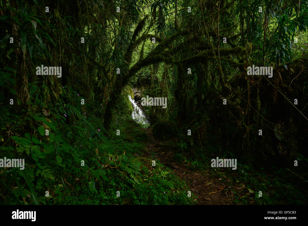 Approaching the Waterfall in the jungle Stock Photo - Alamy