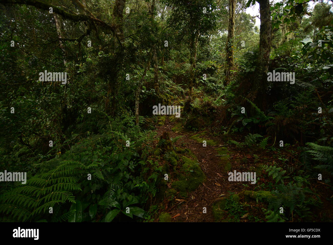 Jungle path hi-res stock photography and images - Alamy