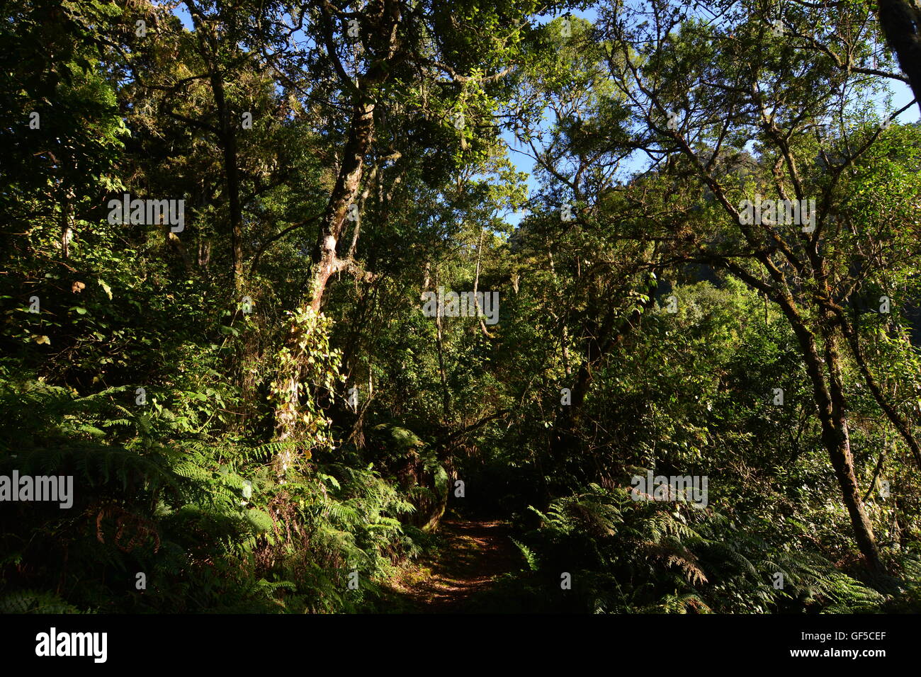 Sunny weather in the Jungle Stock Photo - Alamy