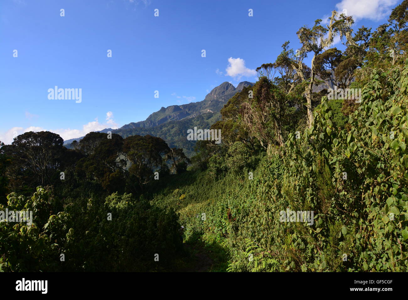 Subalpine vegetation zone hi-res stock photography and images - Alamy