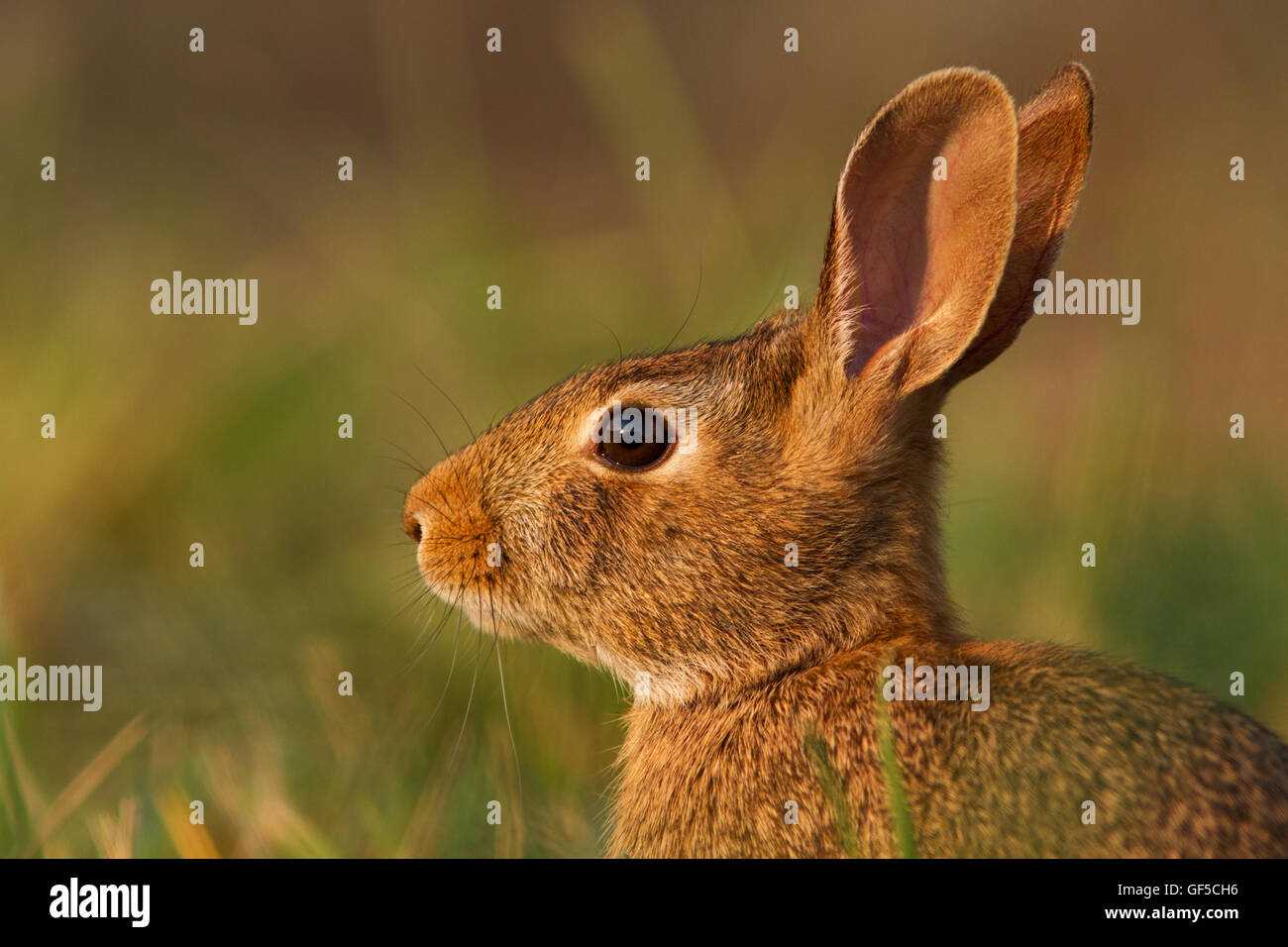 Eastern cottontail (Sylvilagus floridanus) portrait Stock Photo - Alamy