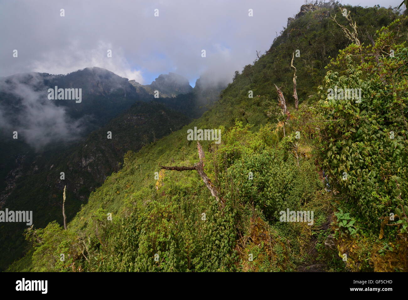 Subalpine vegetation zone hi-res stock photography and images - Alamy