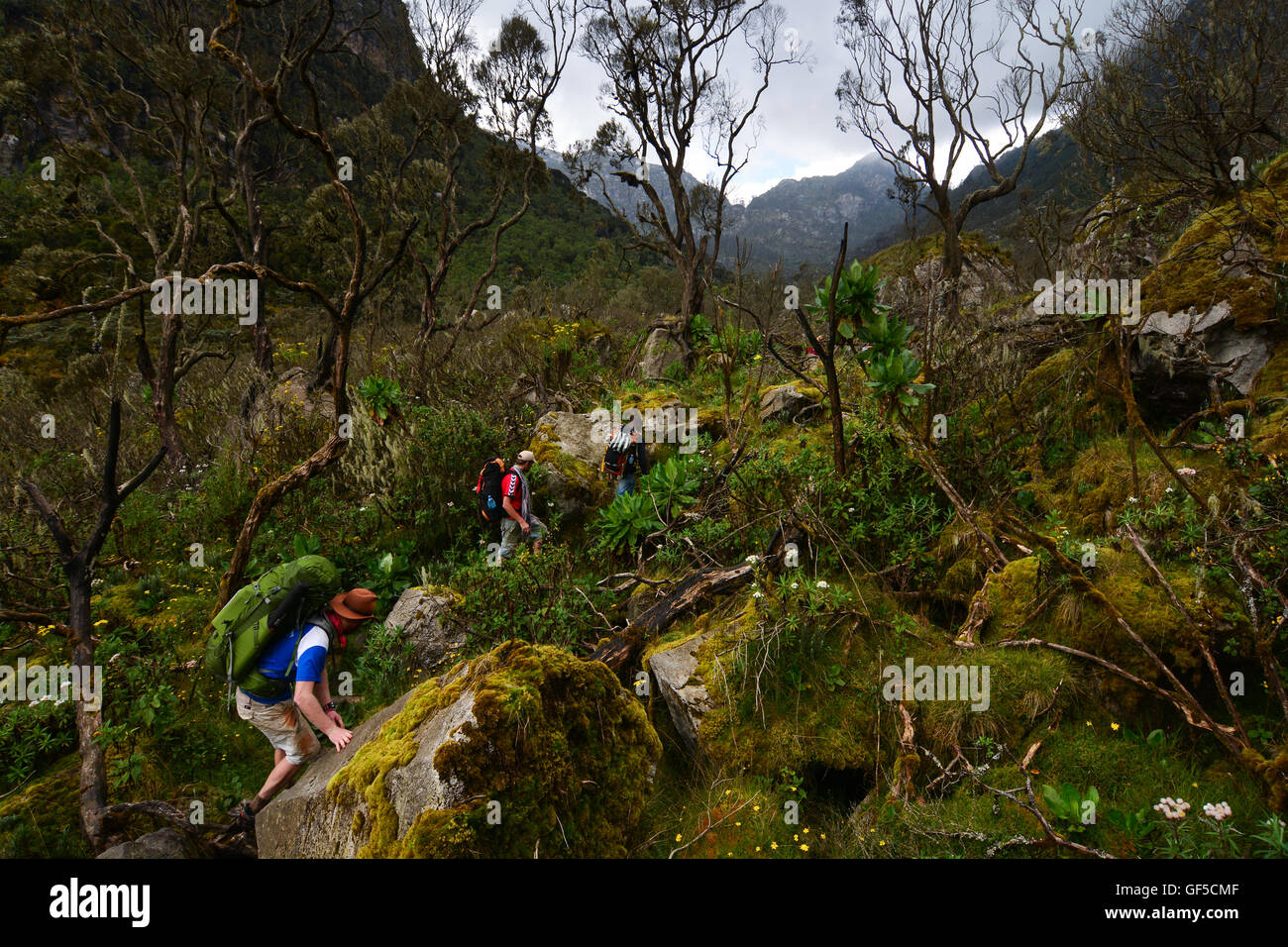 Into the Wild! Stock Photo - Alamy