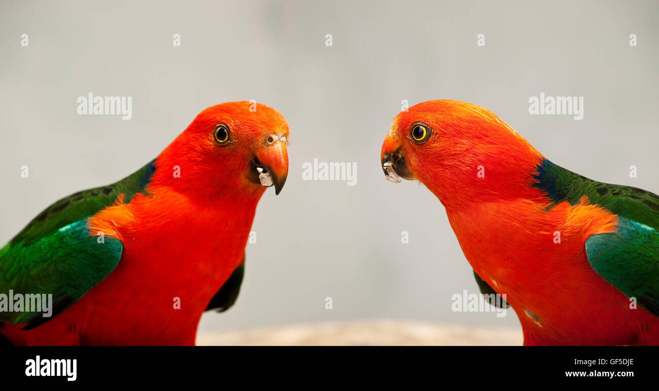 Native australian birds hi-res stock photography and images - Alamy