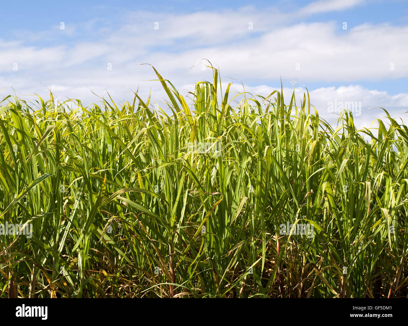 Australian agriculture Sugar cane plantation closeup with blue sky ...