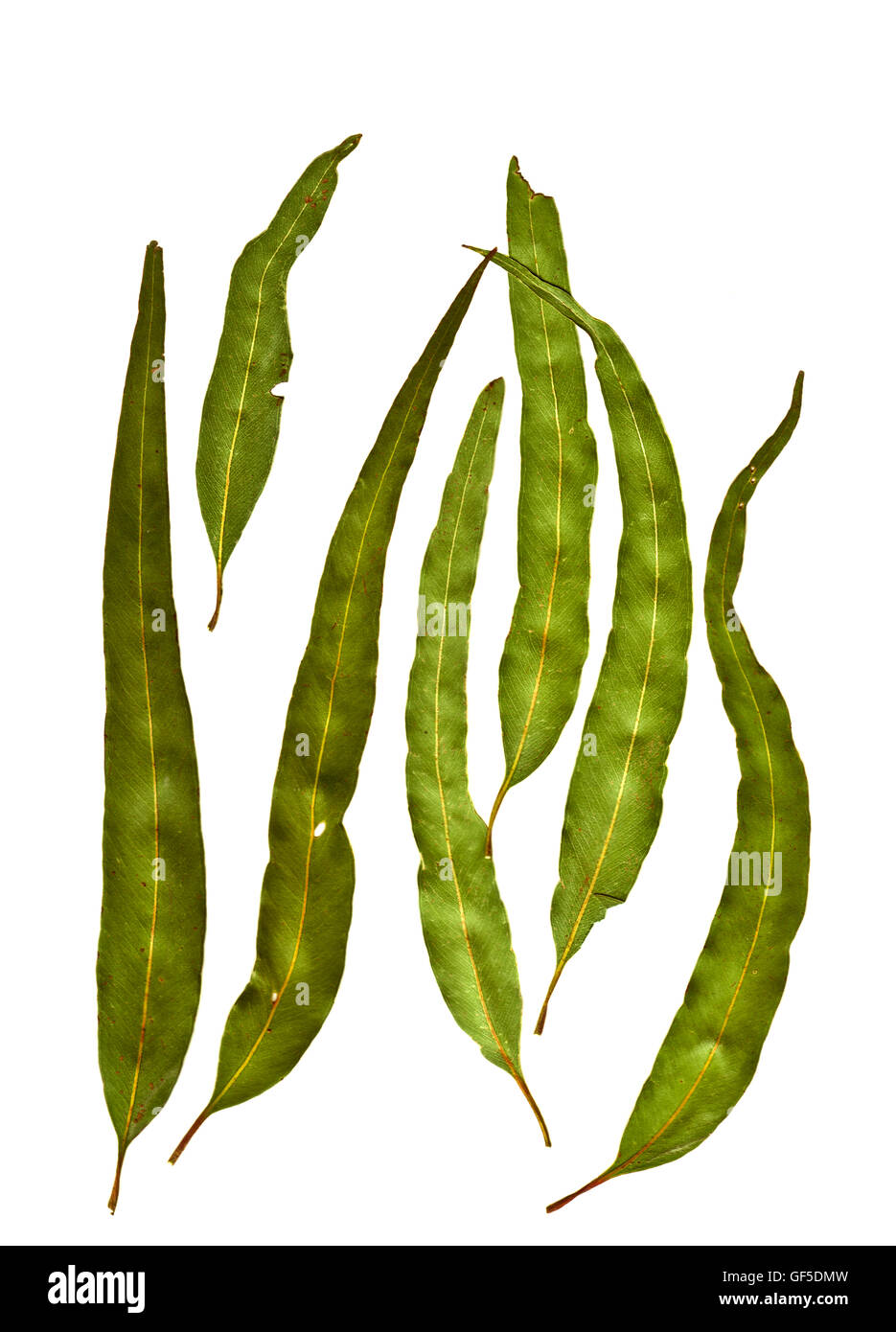 Australian Gum Leaves Eucalyptus citriodora spotted gum Stock Photo - Alamy