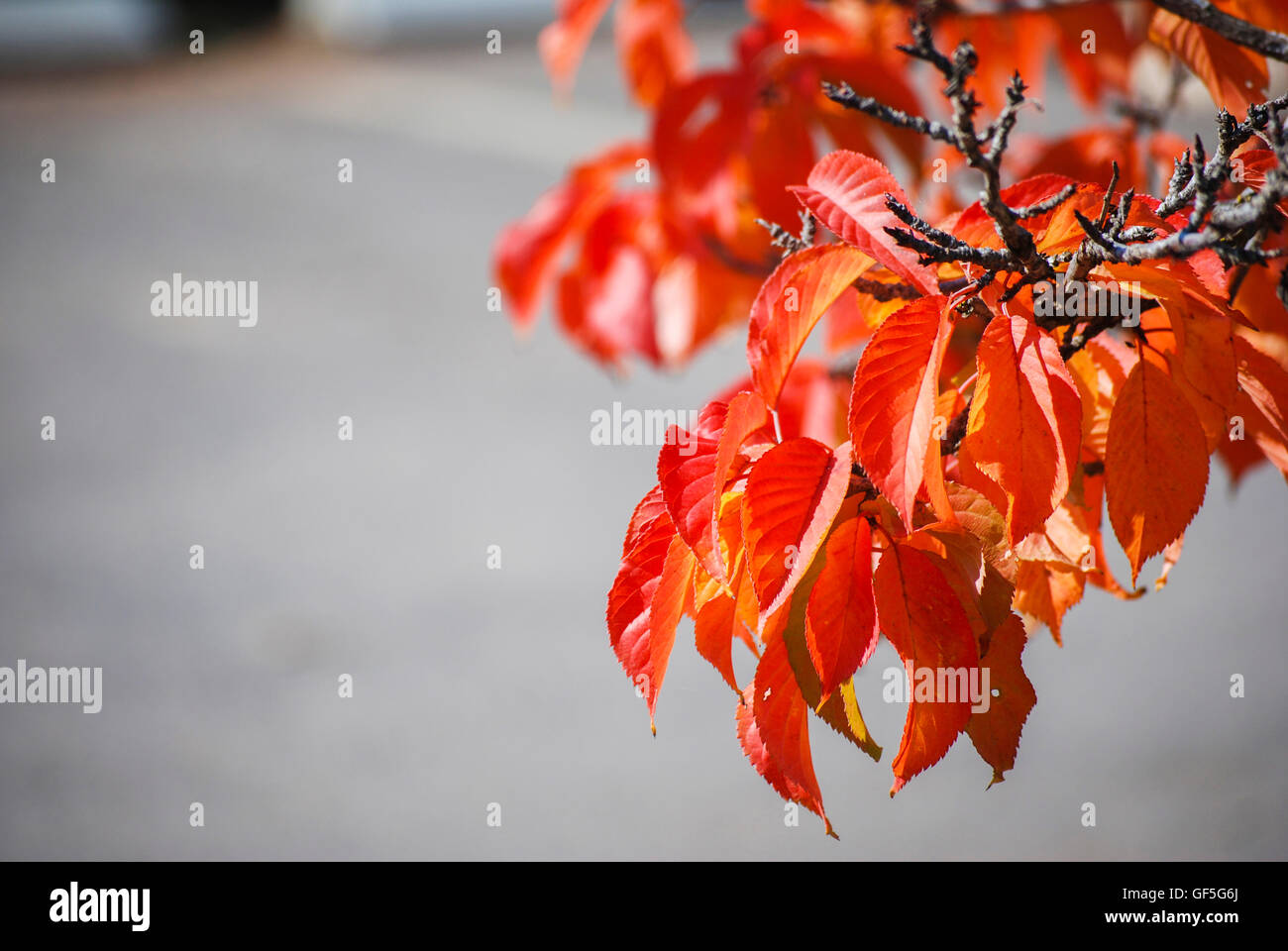 Autumn coloured leaves on a tree Stock Photo - Alamy