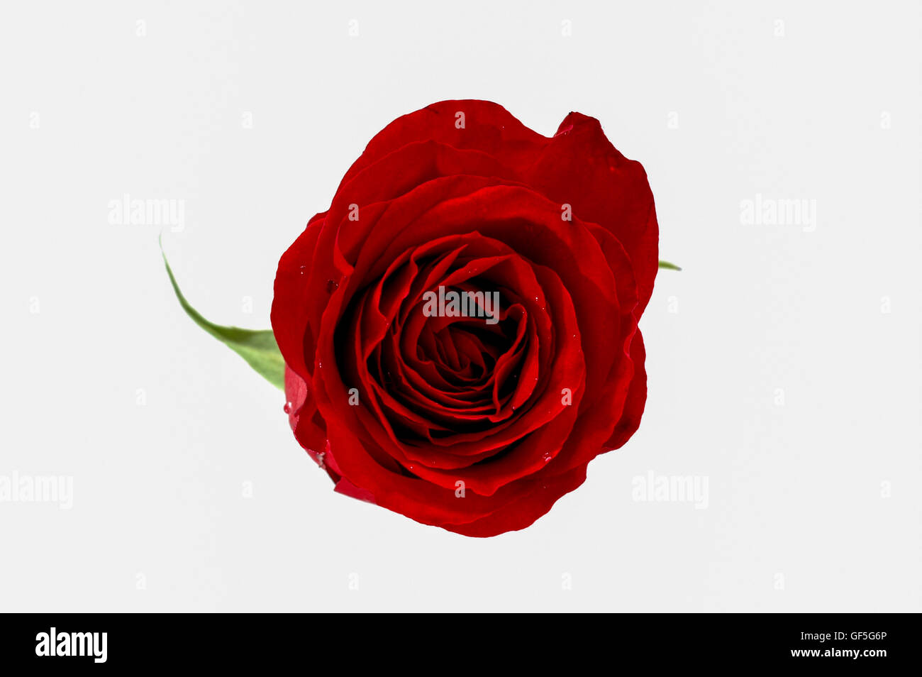 Red Rose cutout on white background Stock Photo - Alamy