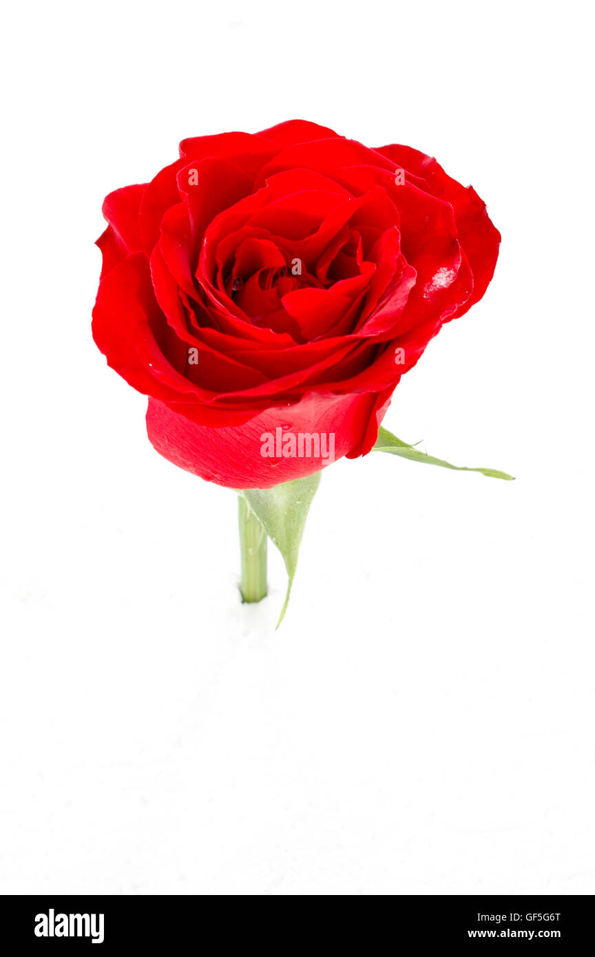 Red Rose cutout on white background Stock Photo - Alamy