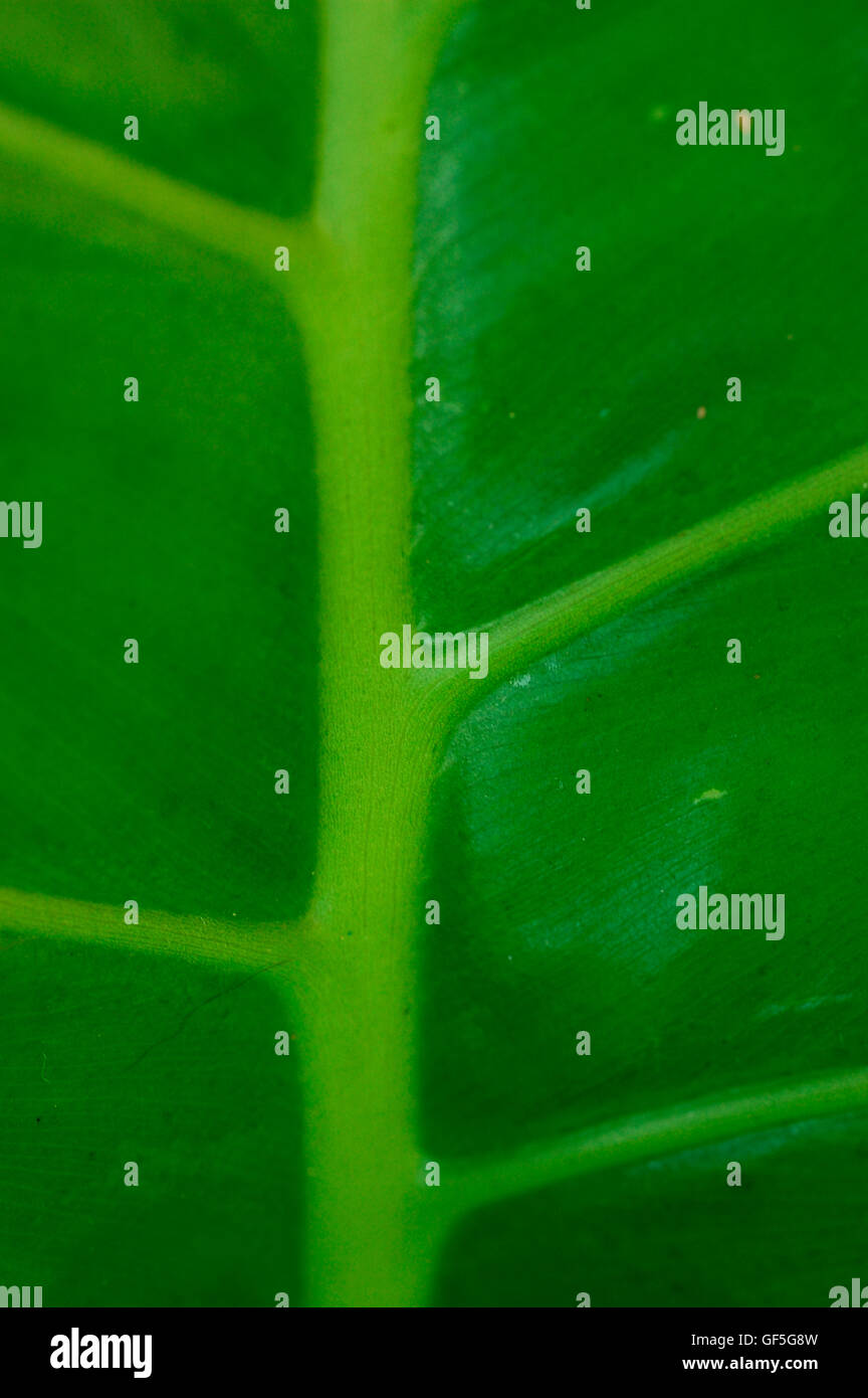 Close up of a leaf, veins and vessels Stock Photo - Alamy