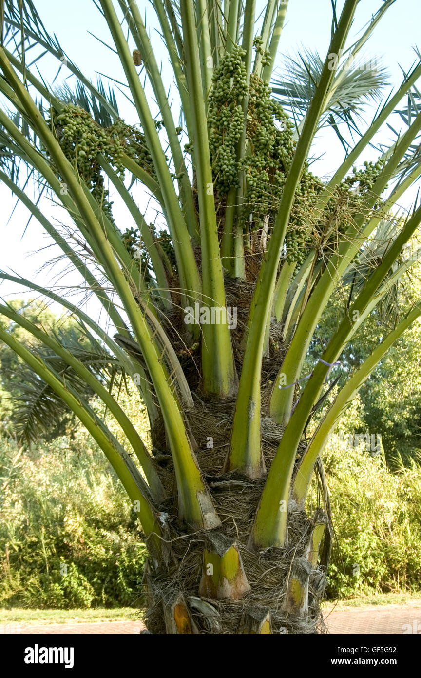Dates growing on a palm tree Stock Photo - Alamy