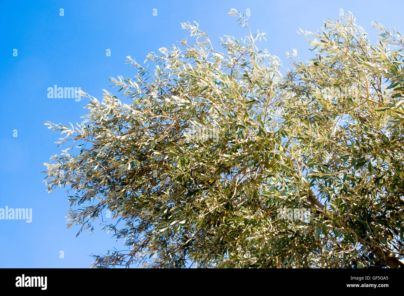 Middle east, Olive tree on blue sky background Stock Photo - Alamy