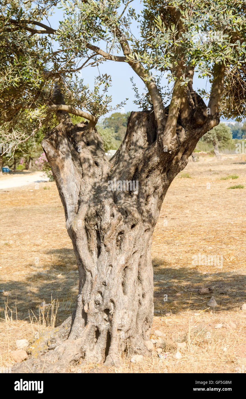 Israel Galilee Olive tree close up Stock Photo - Alamy