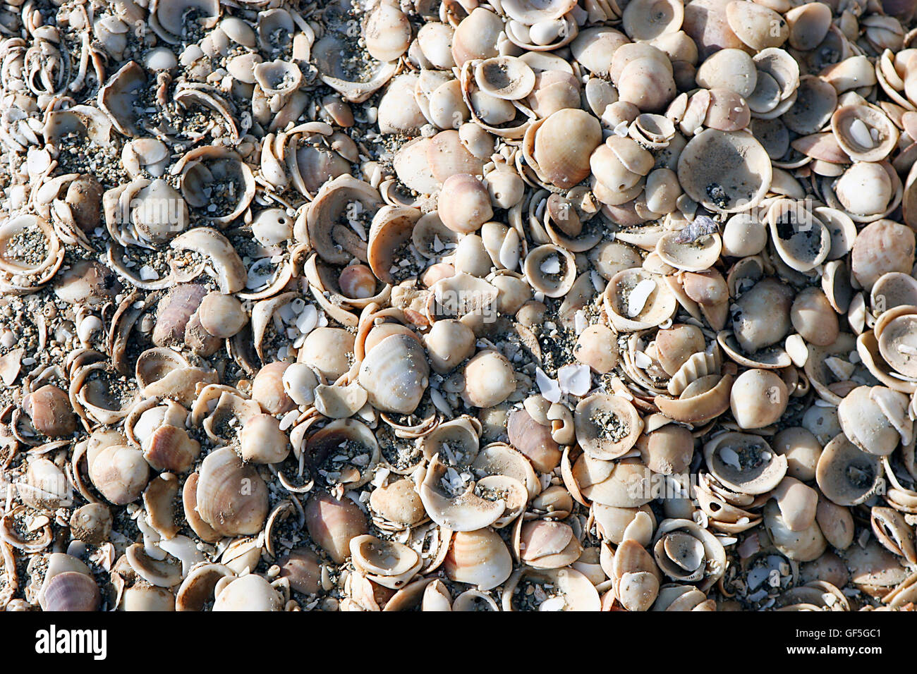 Sea shells on Habonim beach, Israel Stock Photo - Alamy