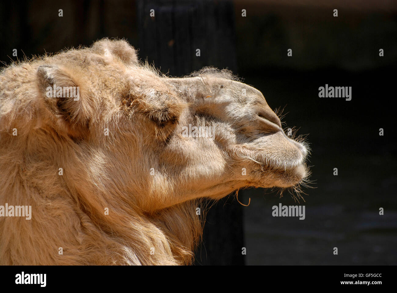 Camel head and face hi-res stock photography and images - Alamy