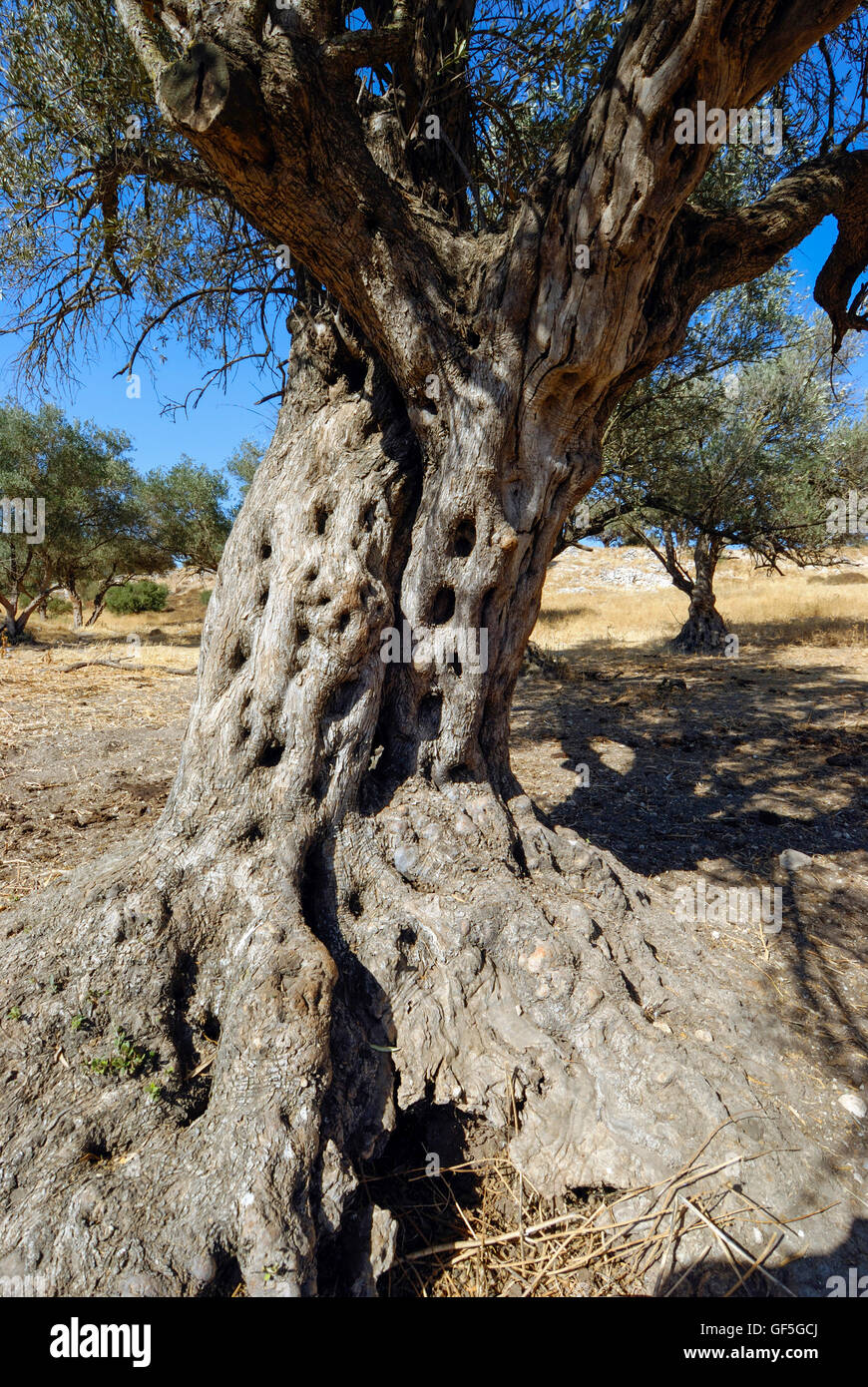 Olive tree trunk hi-res stock photography and images - Alamy