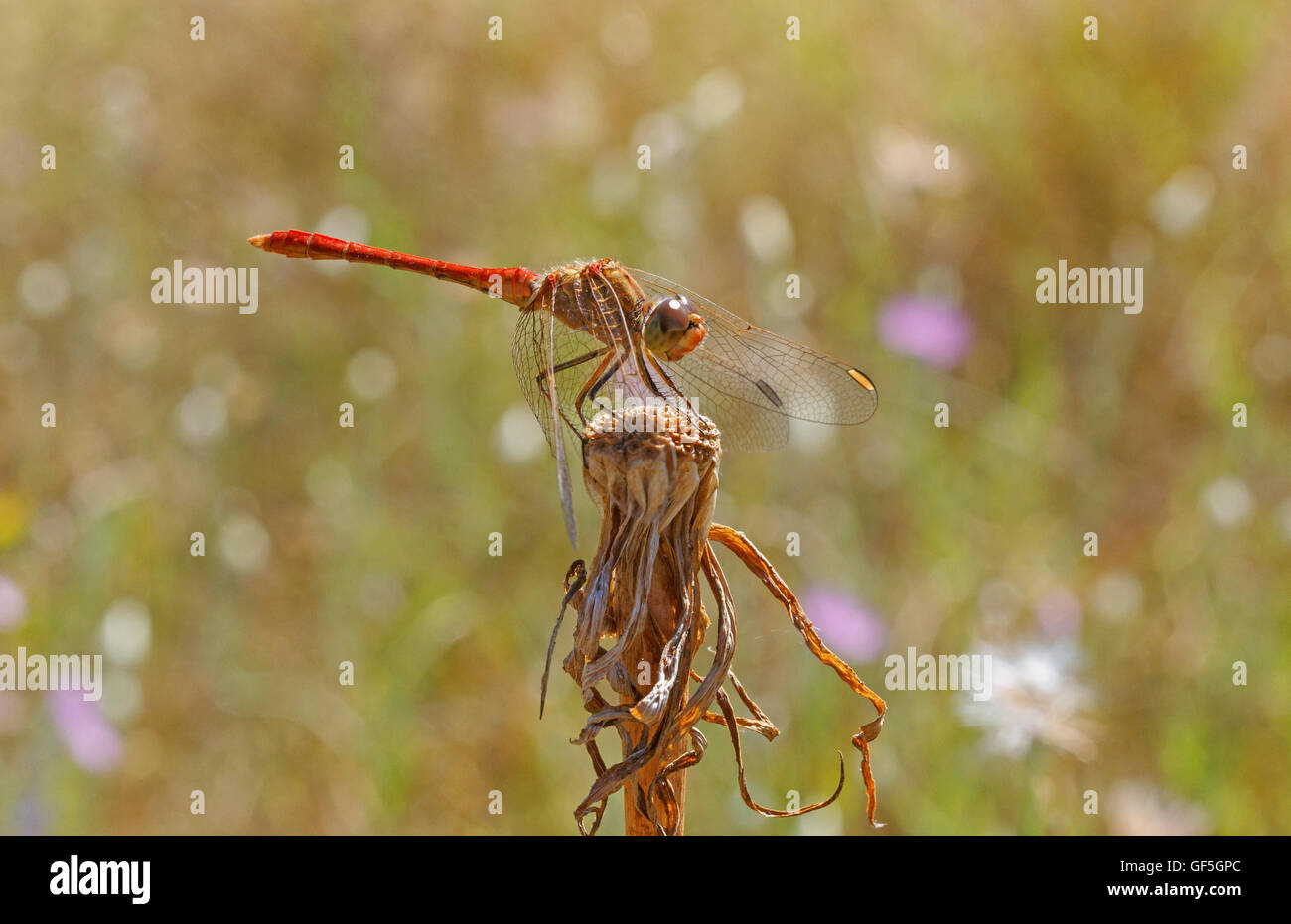 Dragonfly up close hi-res stock photography and images - Alamy