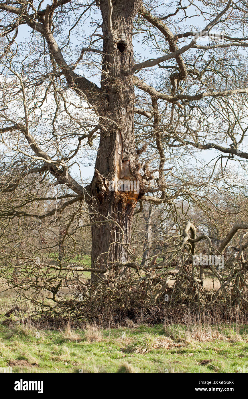 English Oak Tree (Quercus robur). Stressed lower side limb torn and ...