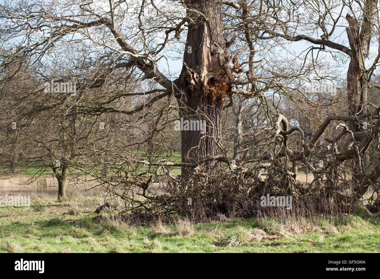 English Oak Tree (Quercus robur). Stressed lower side limb torn and ...