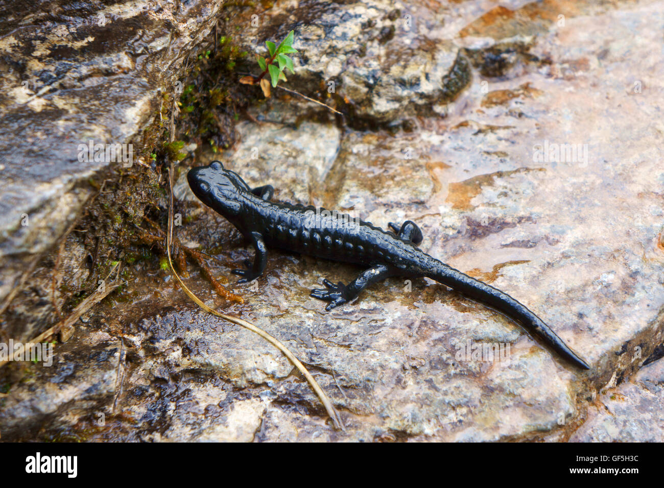 Alpine Salamander (Salamandra atra) Alp Gamchi, Kiental, Bernese alps ...