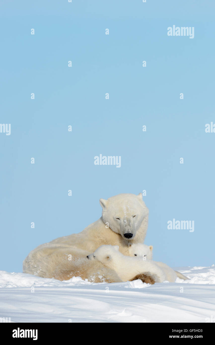 Polar bear mother (Ursus maritimus) lying down on tundra with two cubs, Wapusk National Park ...