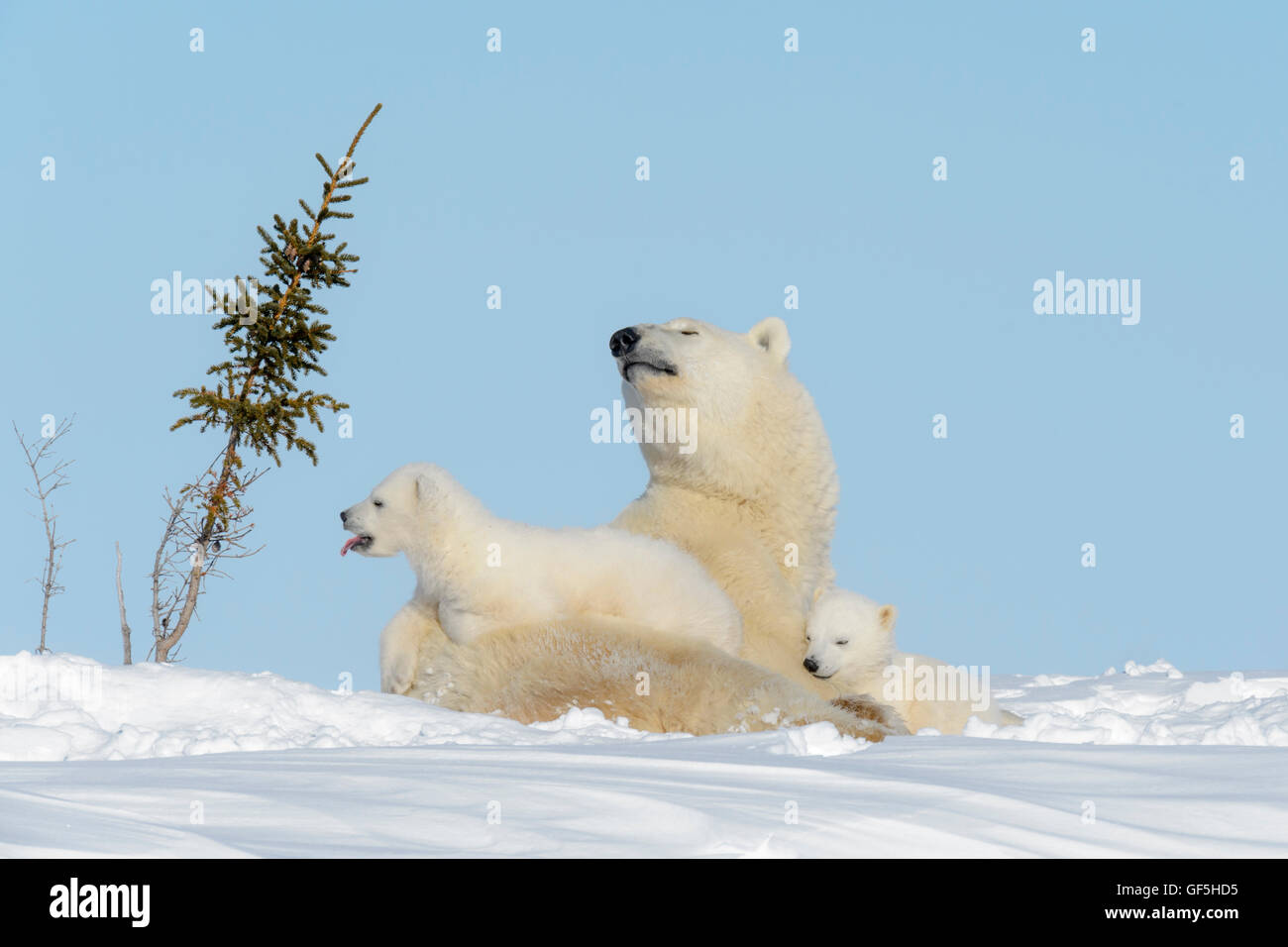 Polar bear mother (Ursus maritimus) lying down on tundra with two cubs, Wapusk National Park ...