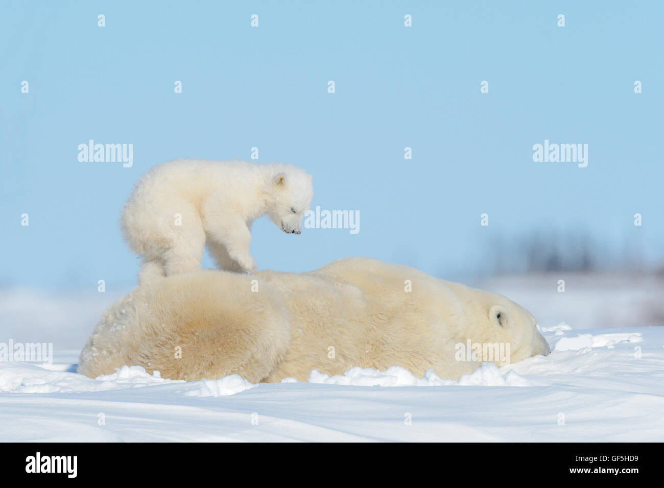 Polar bear mother (Ursus maritimus) lying down with cub standing on back, Wapusk National Park ...