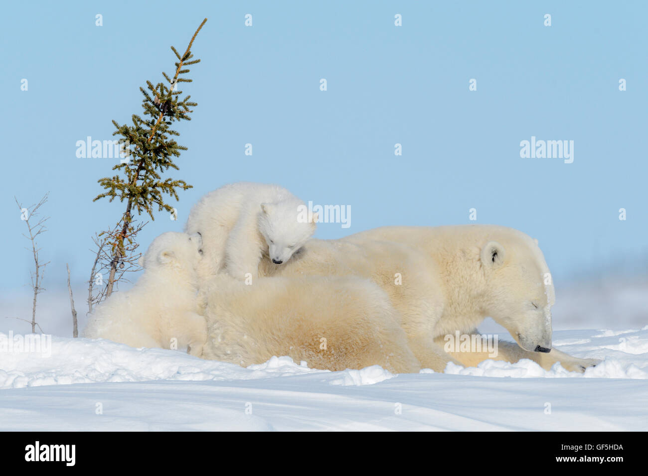 Cubsnow hi-res stock photography and images - Alamy
