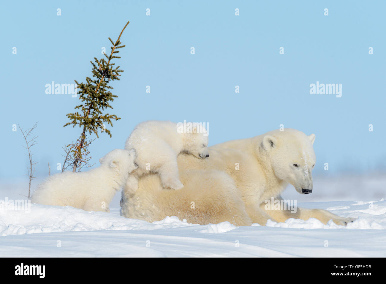 Polar bear mother (Ursus maritimus) playing with two cubs, Wapusk National Park, Manitoba ...