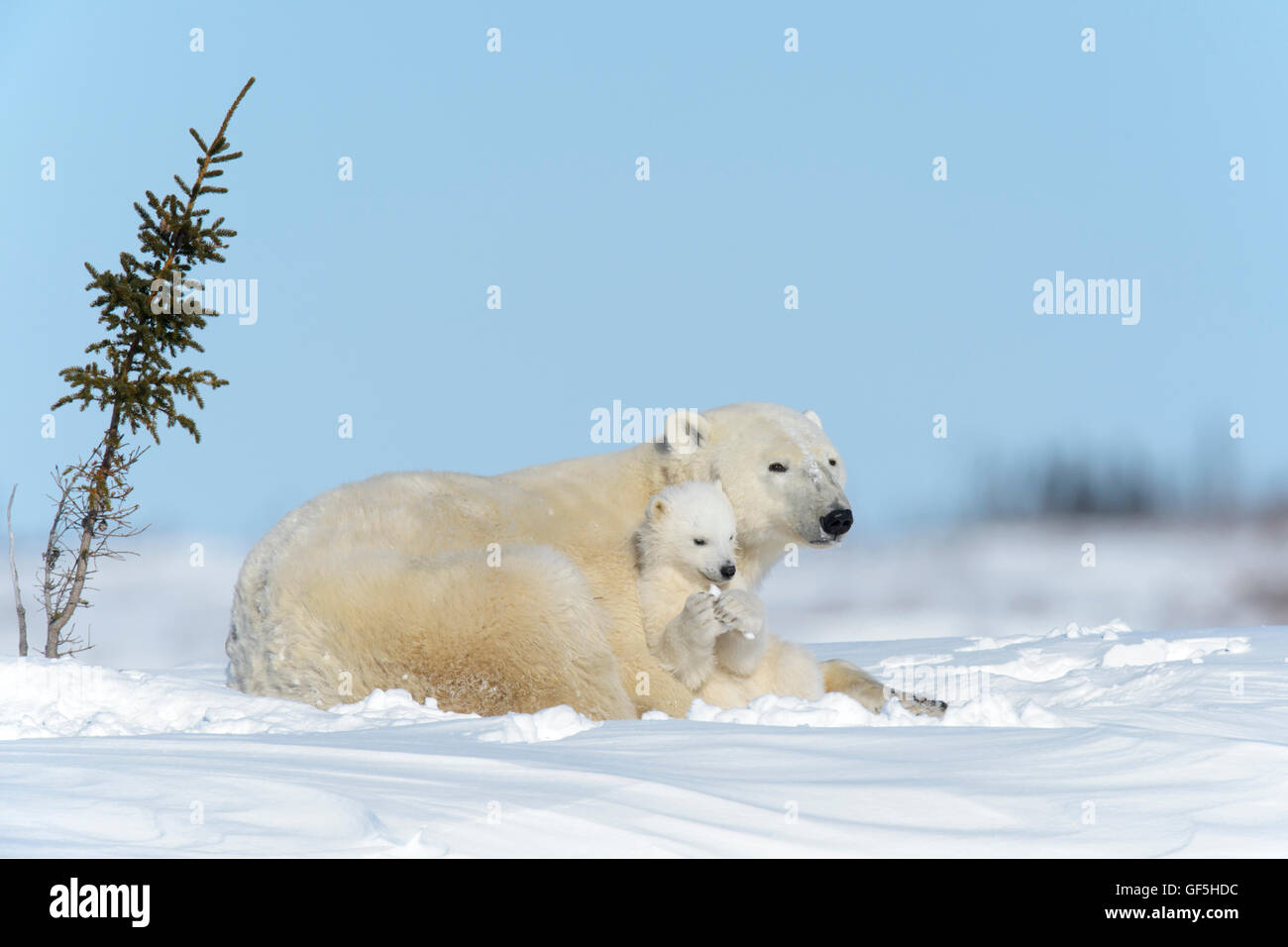 Polar bear mother (Ursus maritimus) lying down on tundra with cub, Wapusk National Park ...