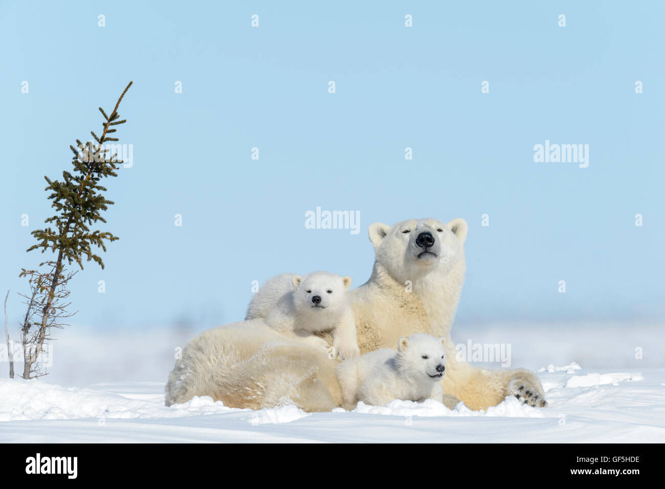 Polar bear mother (Ursus maritimus) playing with two cubs, looking at camera, Wapusk National ...