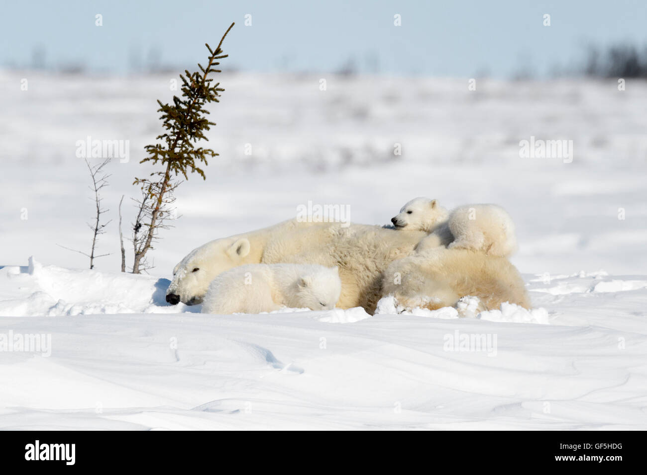Polar bear mother (Ursus maritimus) lying down with two cubs, Wapusk National Park, Manitoba ...
