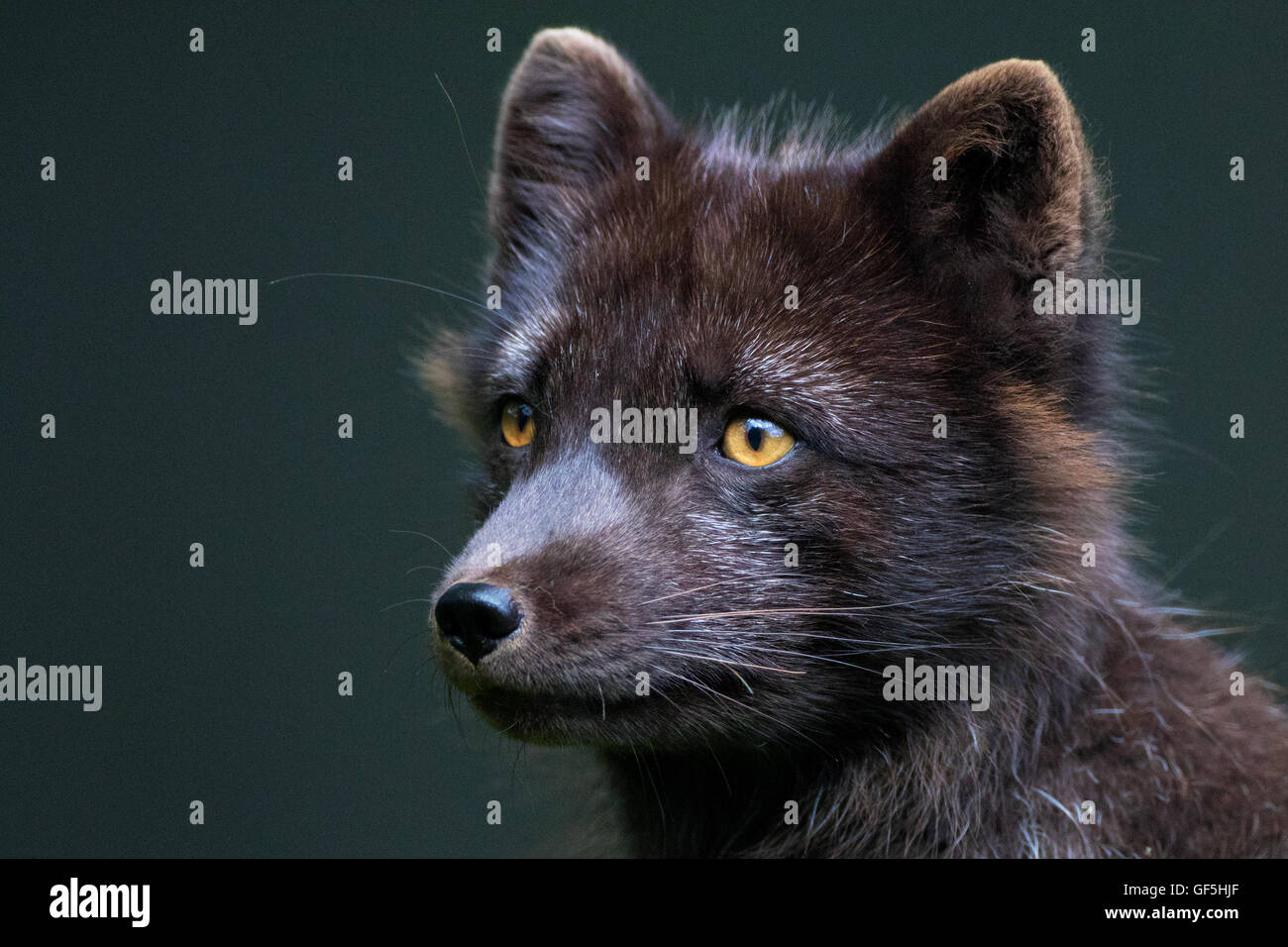 Arctic Fox Amber Eye Stock Photo - Alamy
